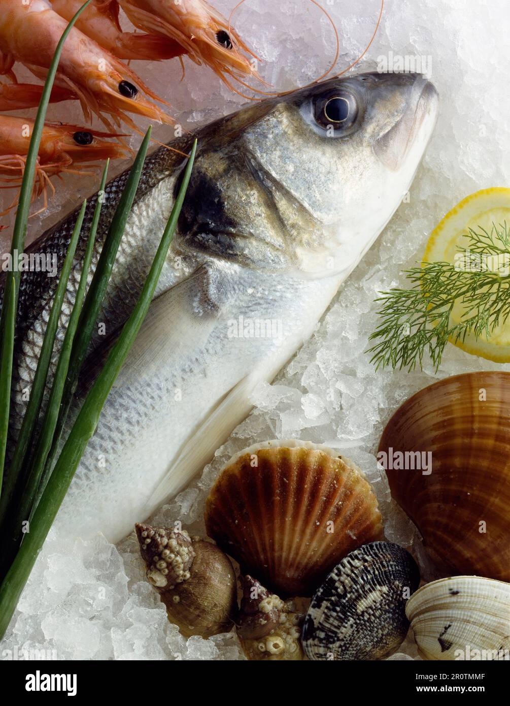 St jacques cockle hi-res stock photography and images - Alamy