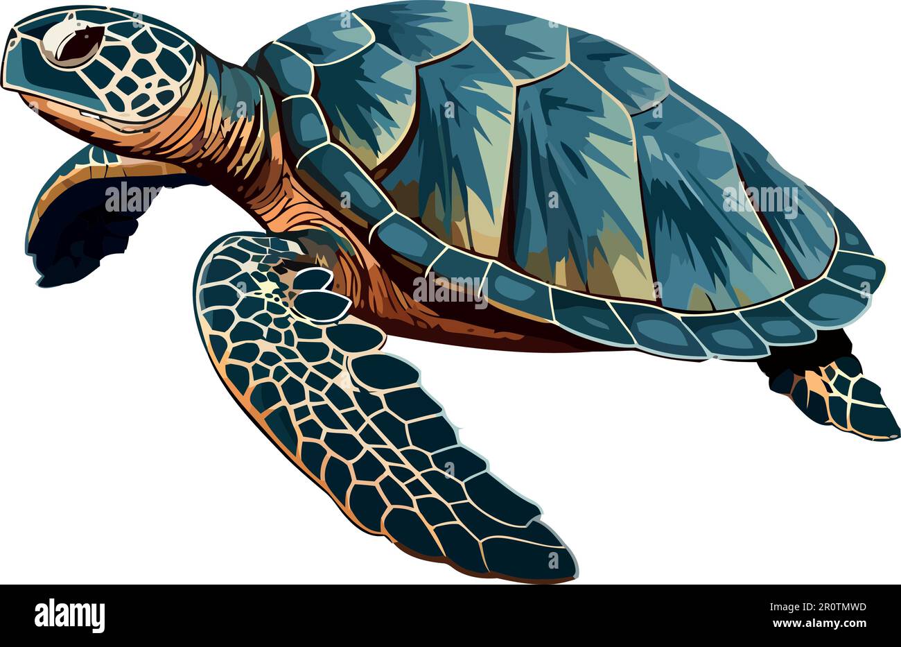 Green turtle species Stock Vector Images - Alamy