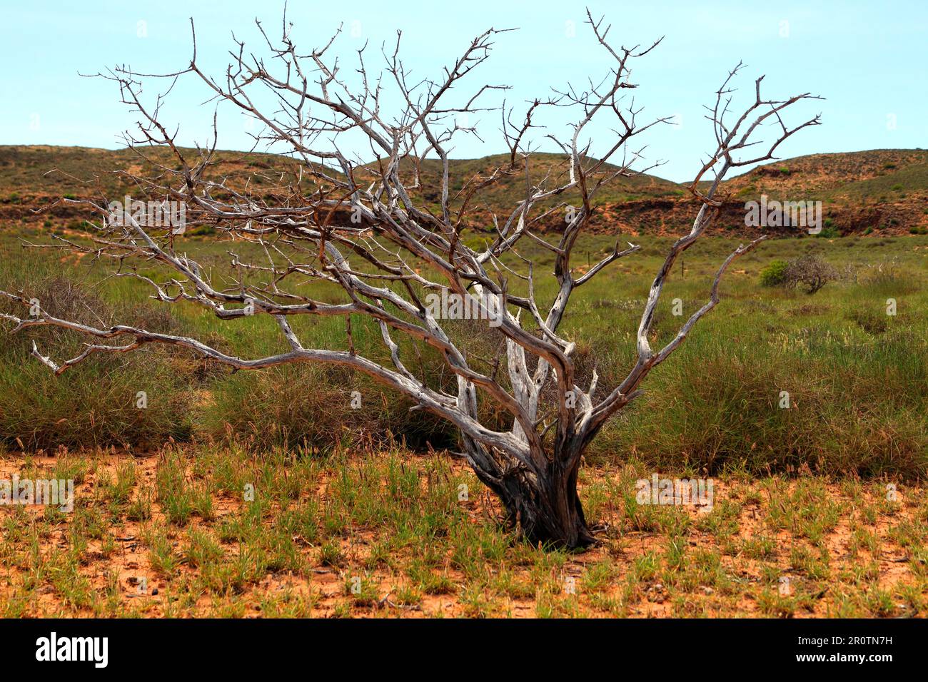 Dead tree in landscape, Cape Range National Park, Northwest Australia ...