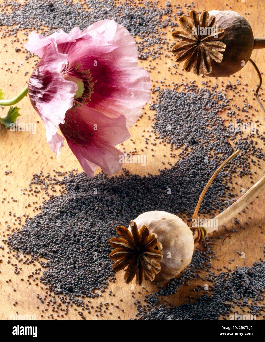 A poppy and seeds Stock Photo - Alamy