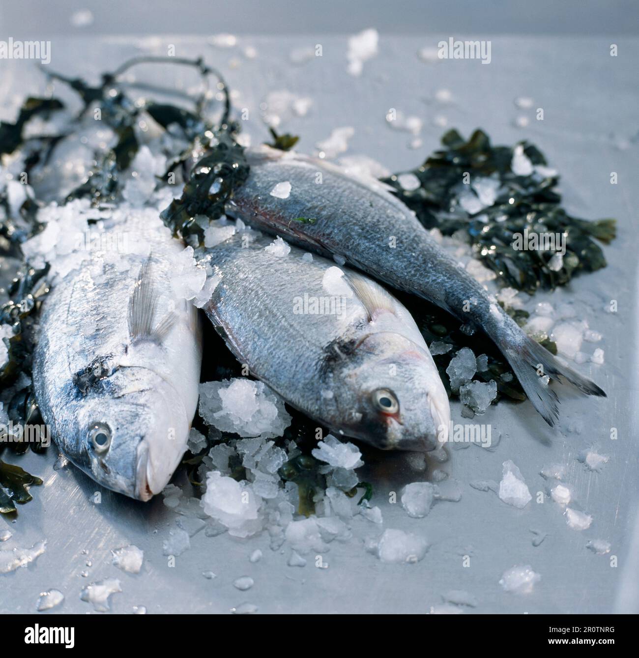 Fish mould hi-res stock photography and images - Alamy