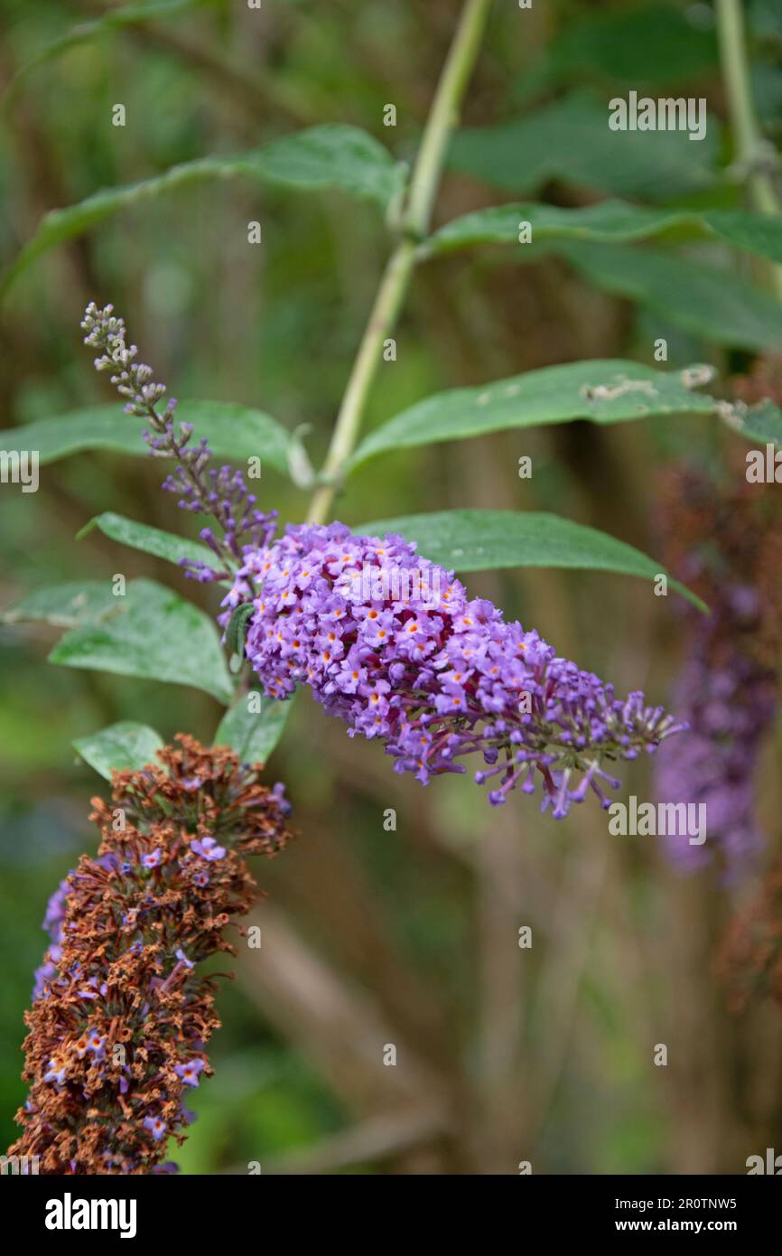 Butterfly Bush, Buddleja davidii, summer lilac ornamental plant from ...