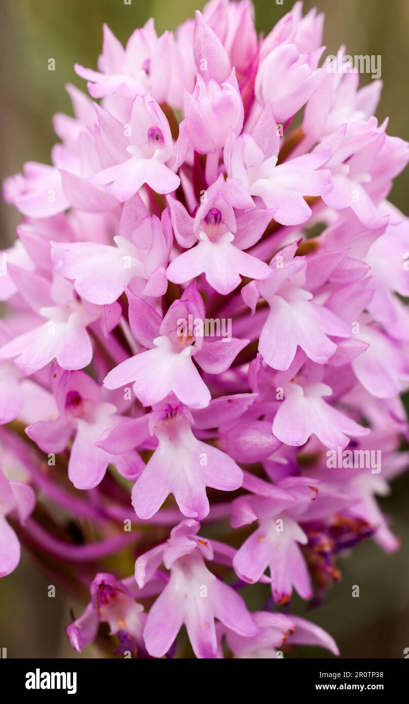 Flower pyramid flower pyramid hi-res stock photography and images - Alamy