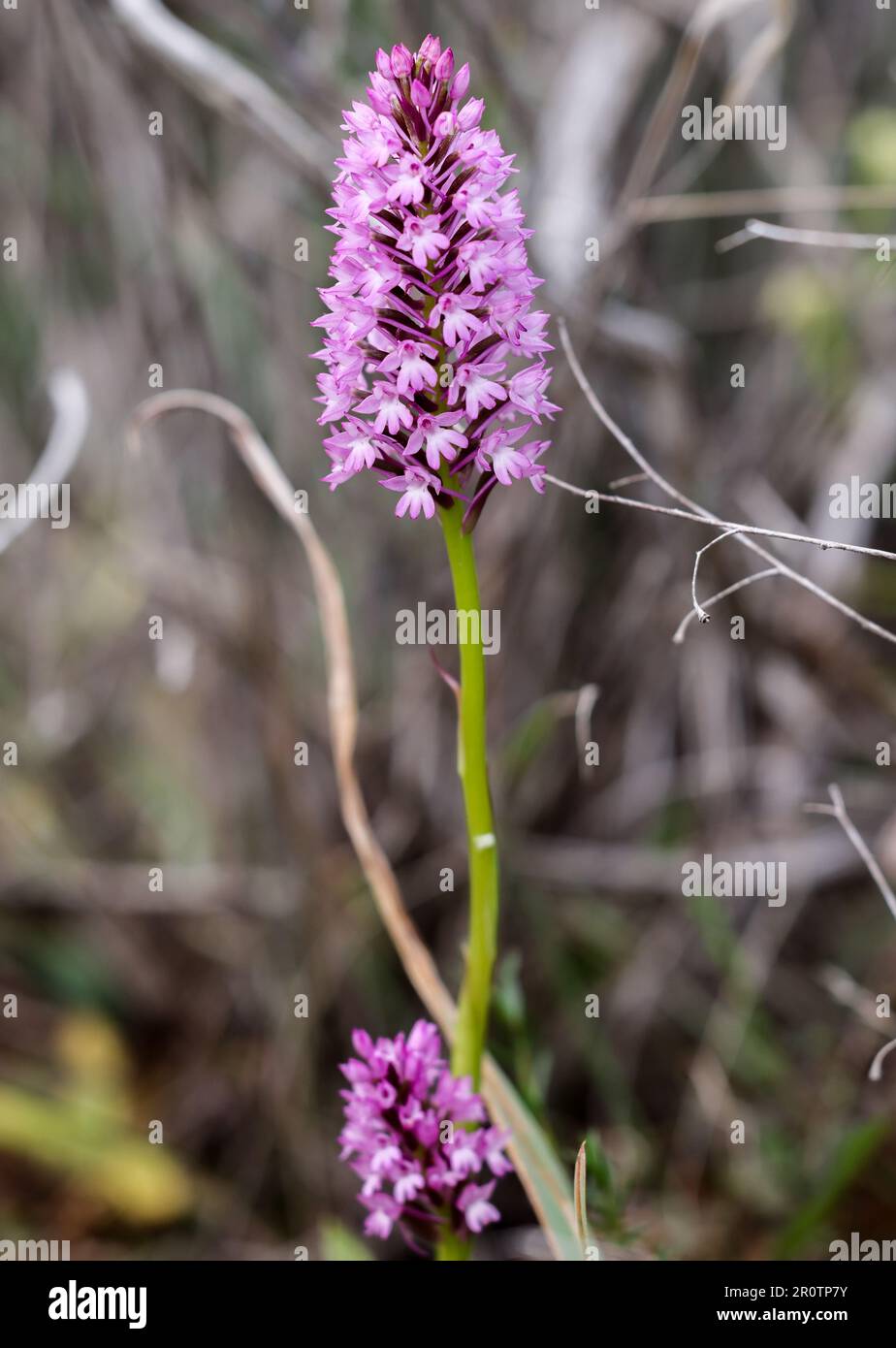 Flower pyramid flower pyramid hi-res stock photography and images - Alamy
