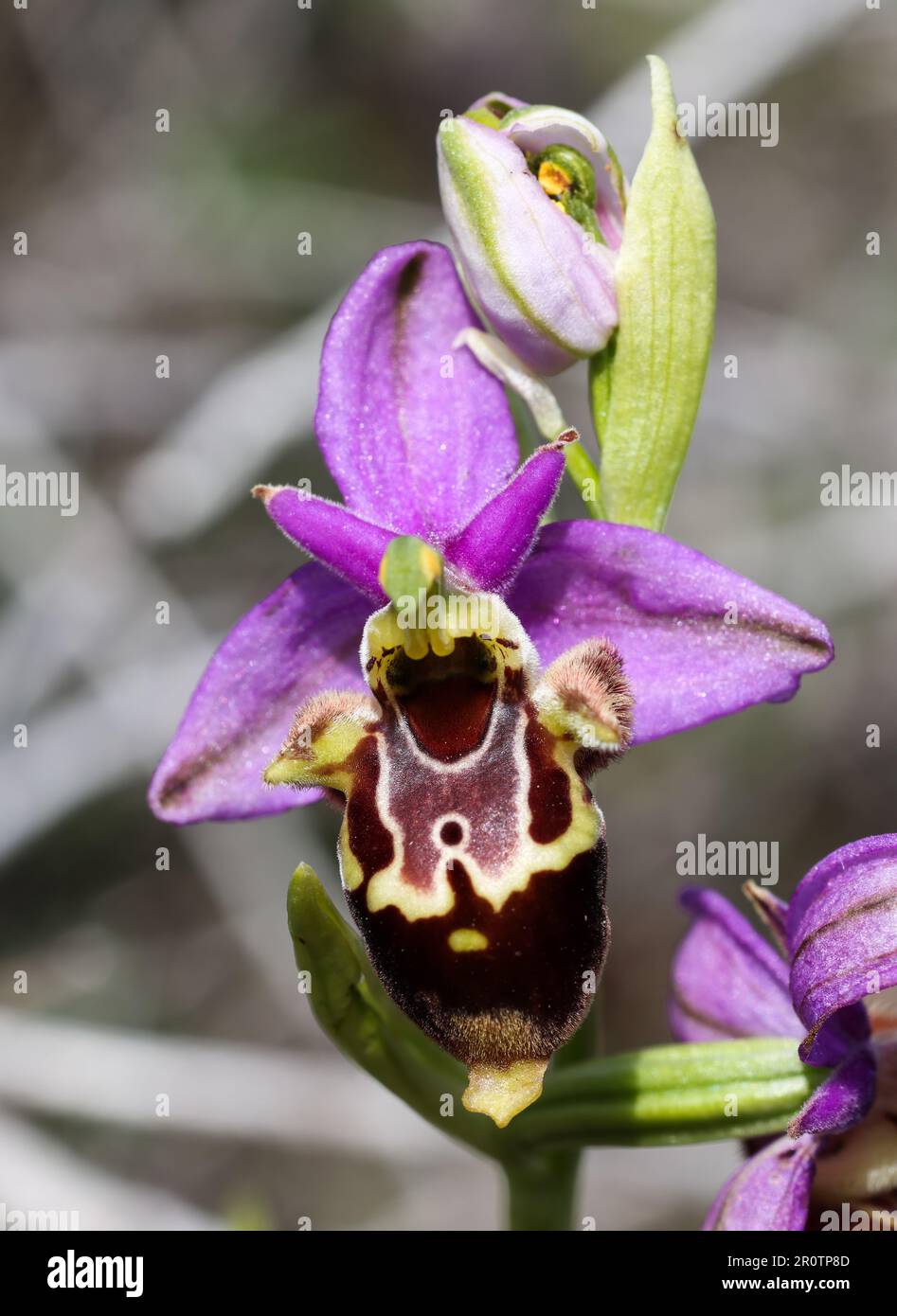 Ophrys scolopax subsp heldreichii hi-res stock photography and images ...