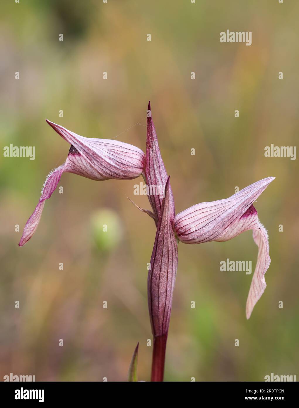 Red tongue hi-res stock photography and images - Alamy