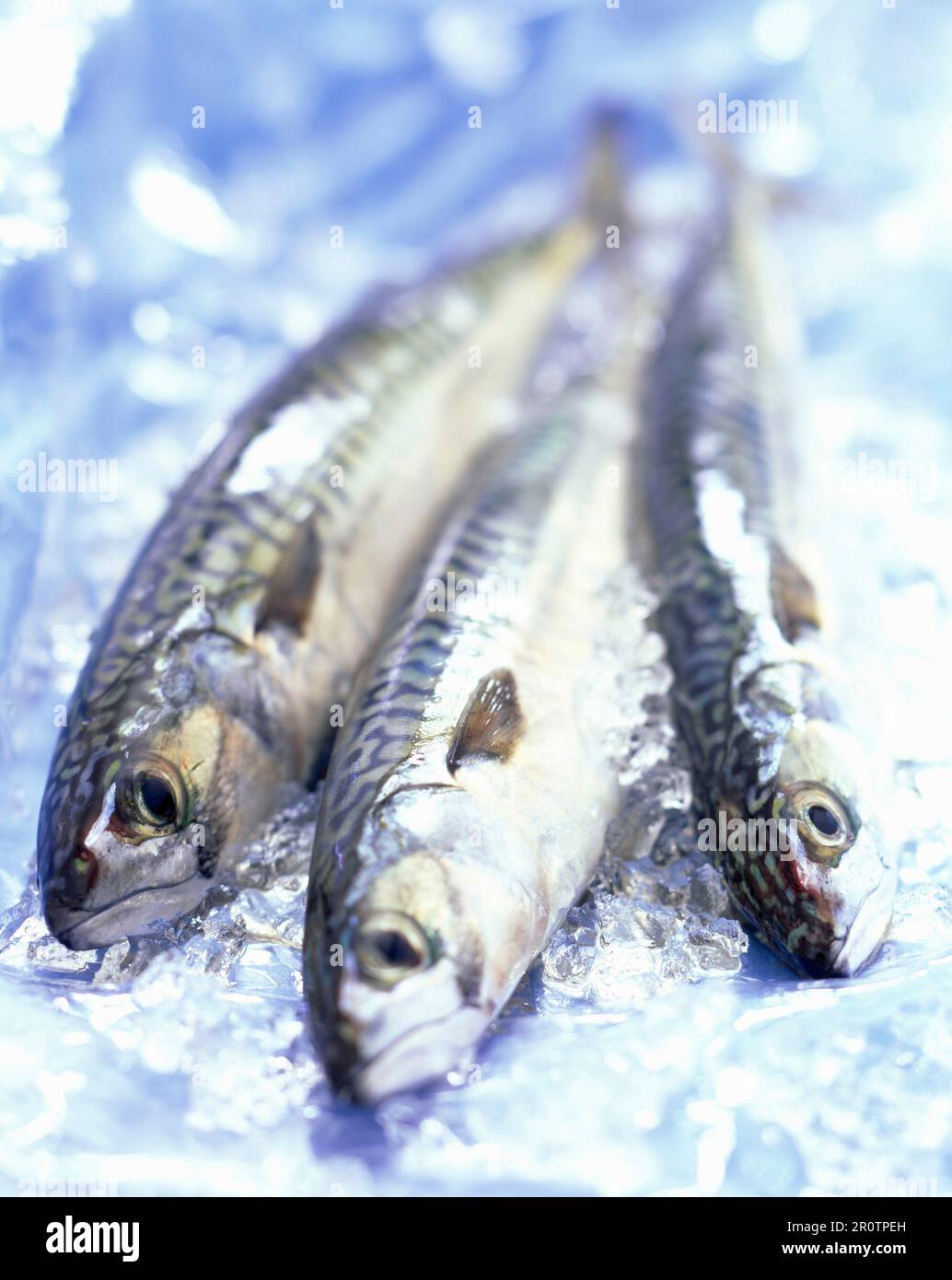 Three fresh mackerel paper hi-res stock photography and images - Alamy