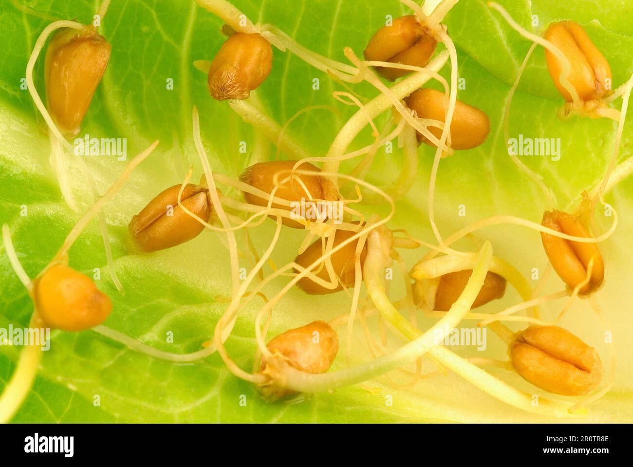 Wheat tips hi-res stock photography and images - Alamy