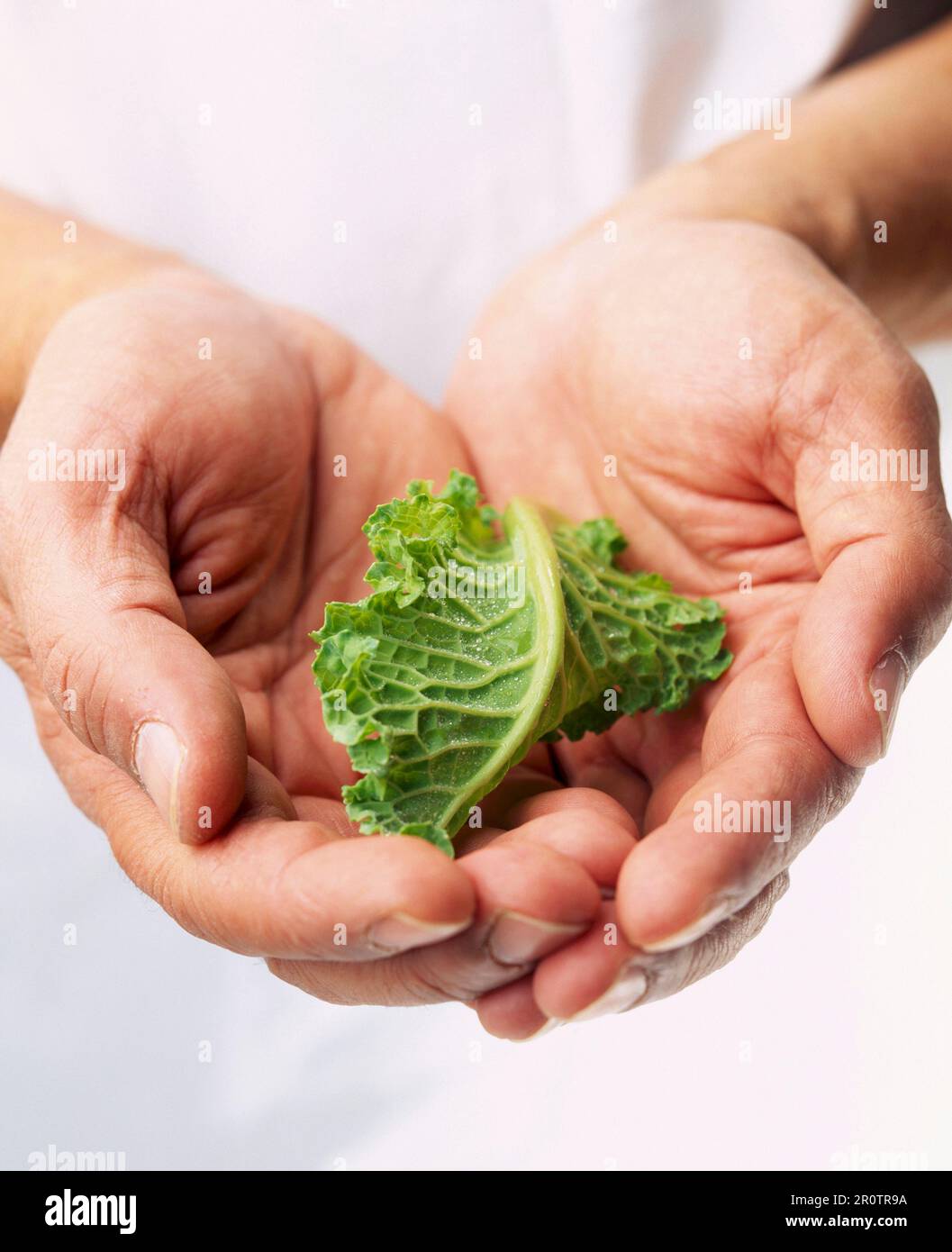 Hands holding head of cabbage hi-res stock photography and images - Alamy