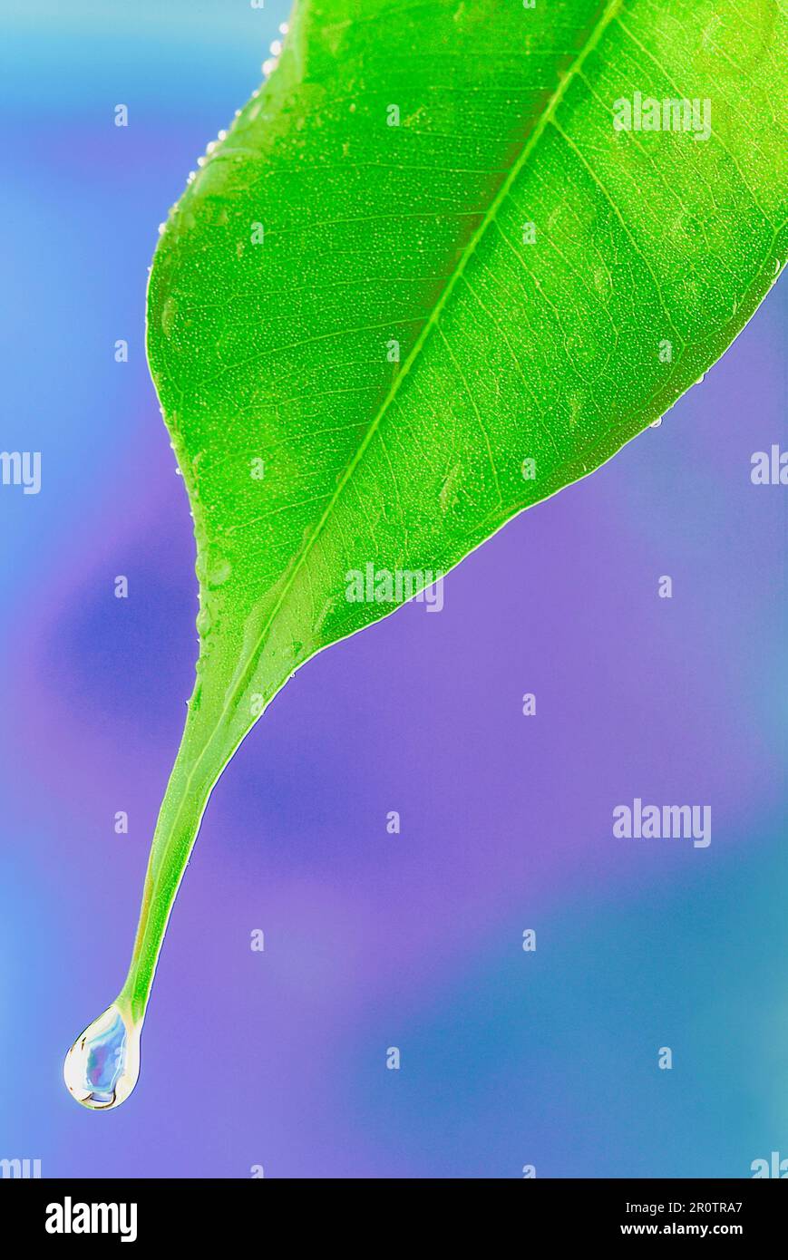Drop of water on leaf Stock Photo - Alamy