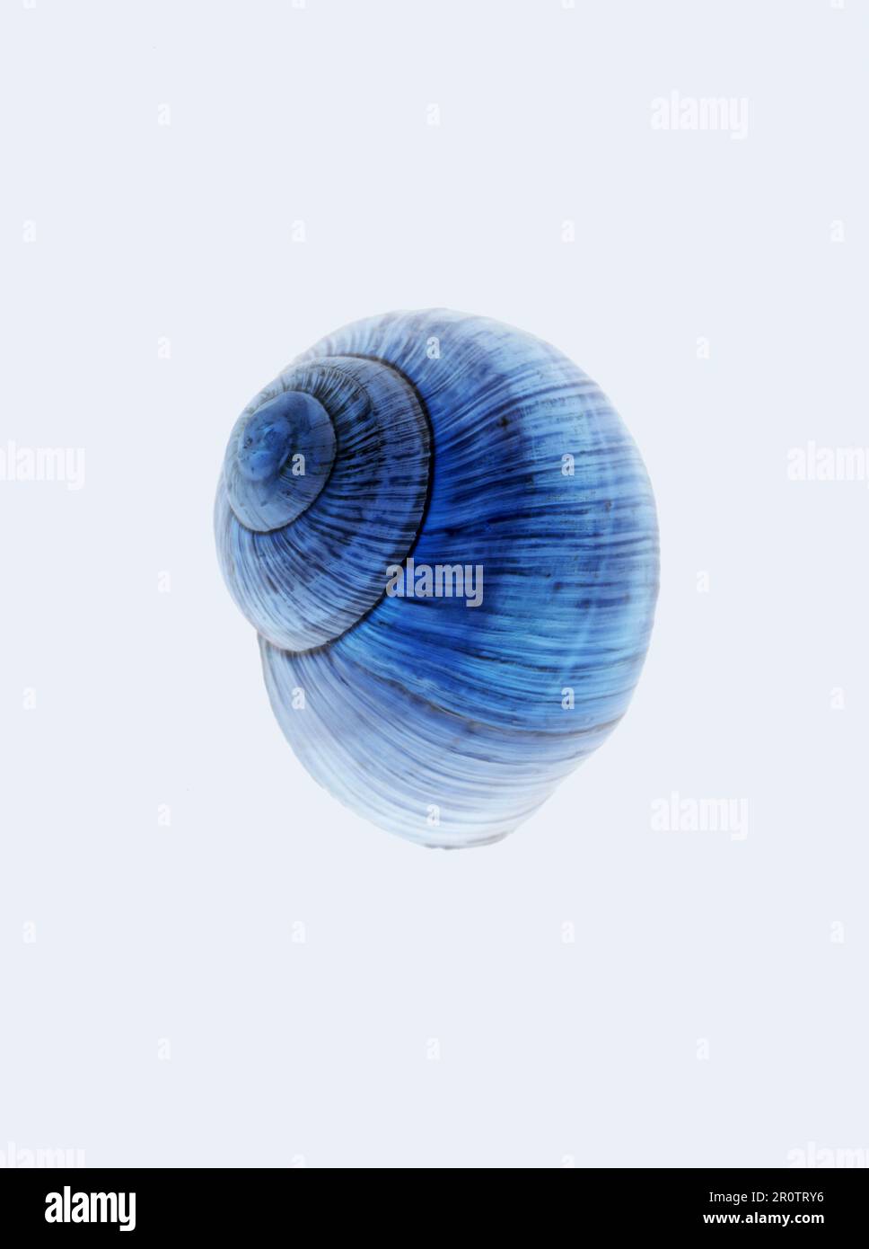 Snail outline hi-res stock photography and images - Alamy