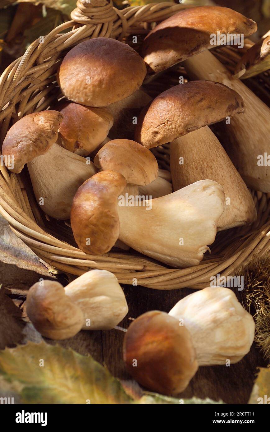 Basket of ceps Stock Photo - Alamy