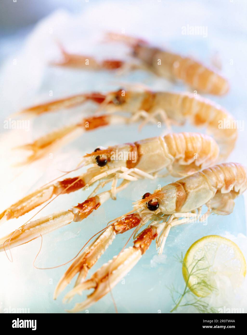 Dublin Bay prawns Stock Photo - Alamy