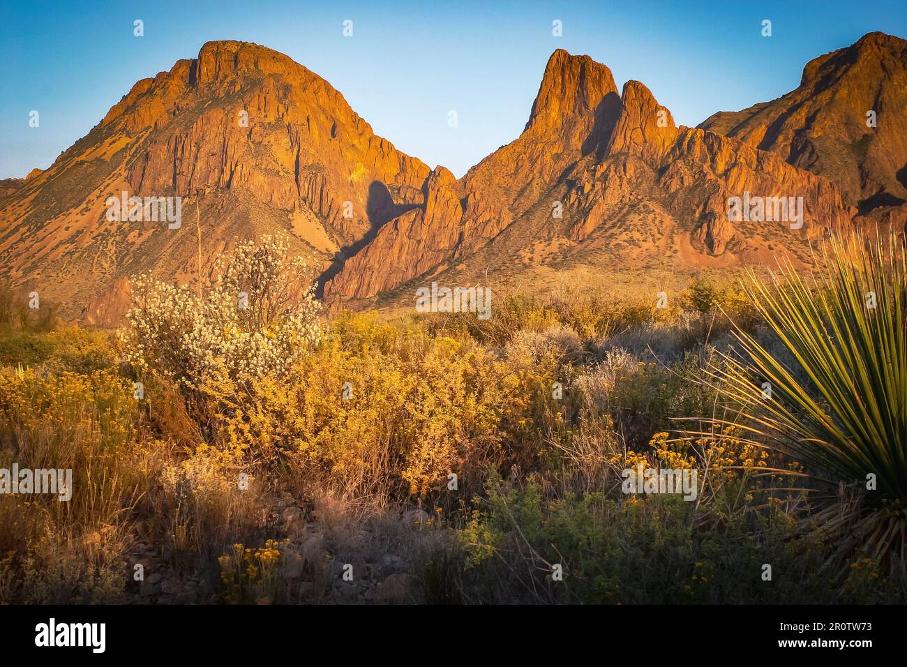 Century Plant in Early Morning Light (Agave americana) at Big Bend ...
