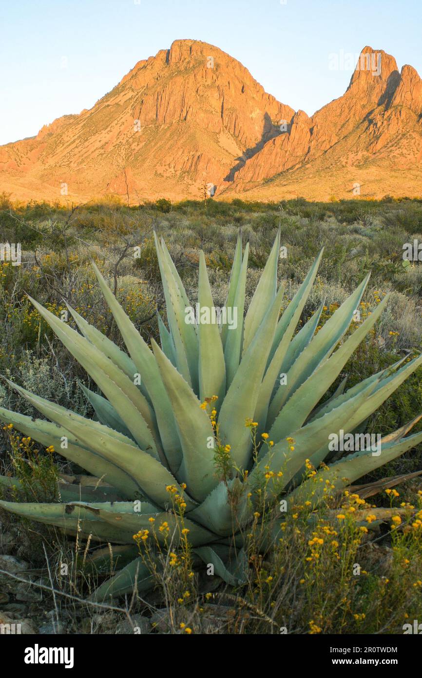 Century Plant in Early Morning Light (Agave americana) at Big Bend ...