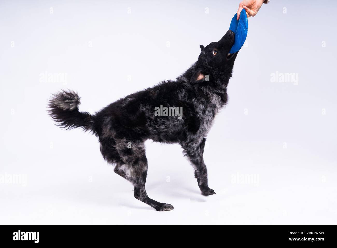 A playful mudi breed dog picking up blue frisbee with her teeth Stock ...