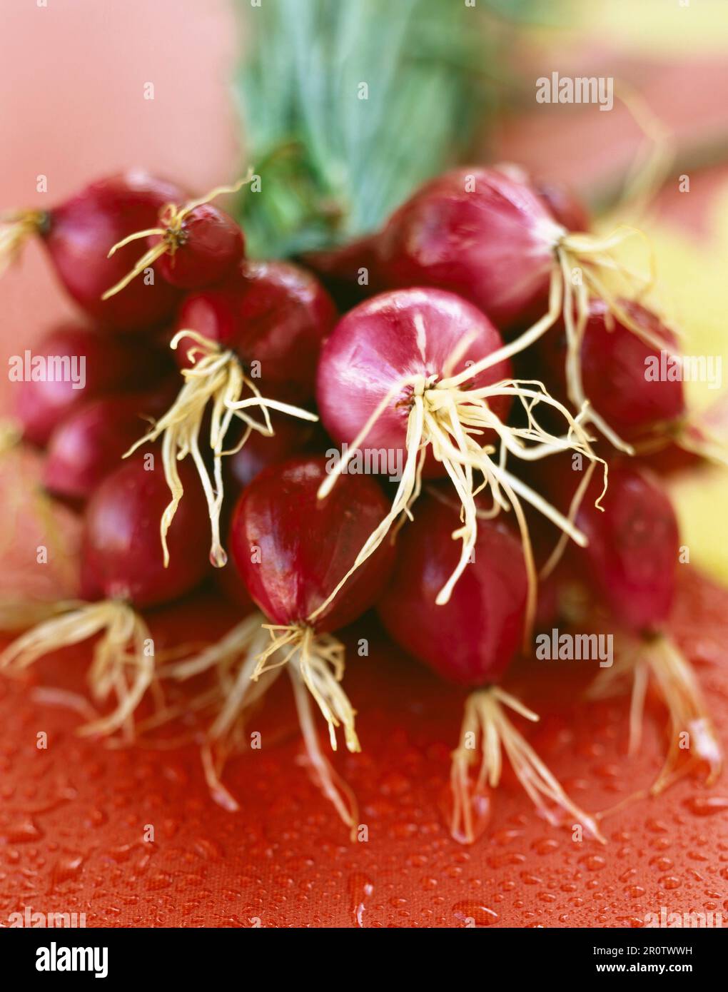 Red spring onions hi-res stock photography and images - Alamy