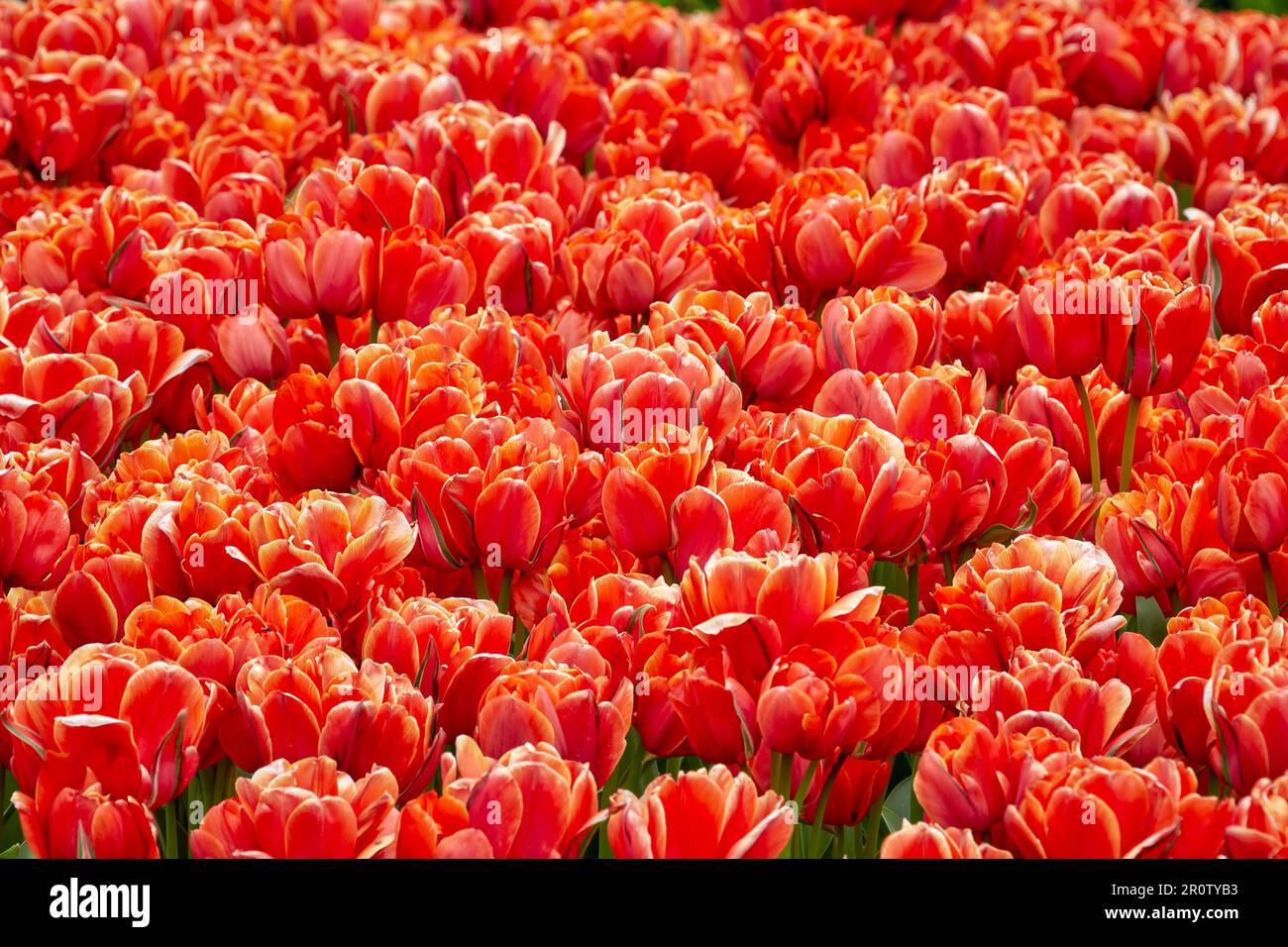 Beautiful blooming tulips hi-res stock photography and images - Alamy