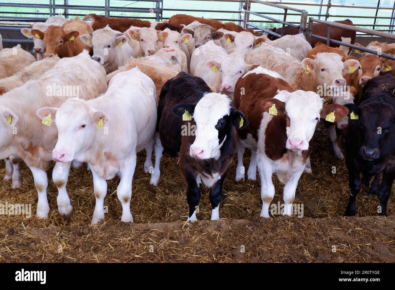 young calves in the calf rearing barn on a beef fattening farm in ...