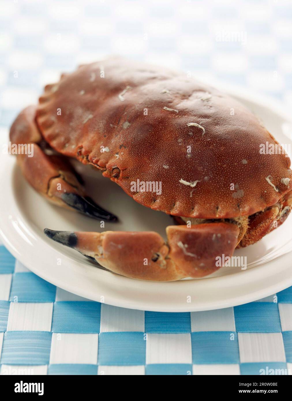 Common edible crab hi-res stock photography and images - Alamy