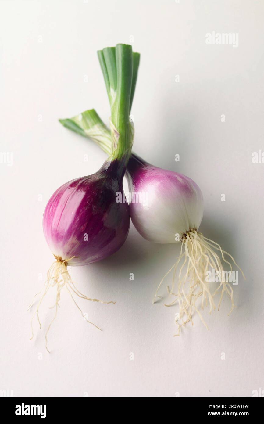 Button onions hi-res stock photography and images - Alamy