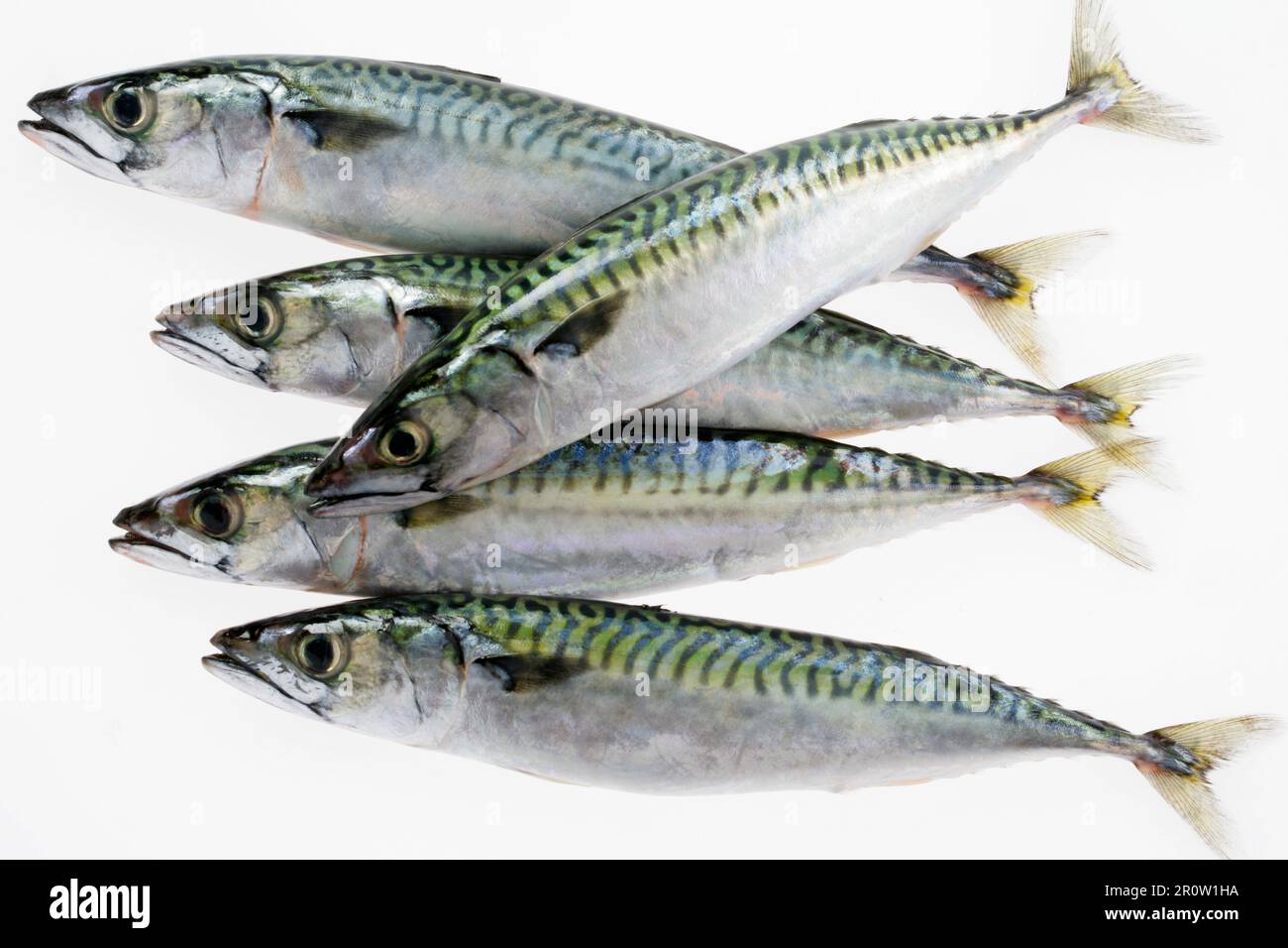 Mackerel outline hi-res stock photography and images - Alamy