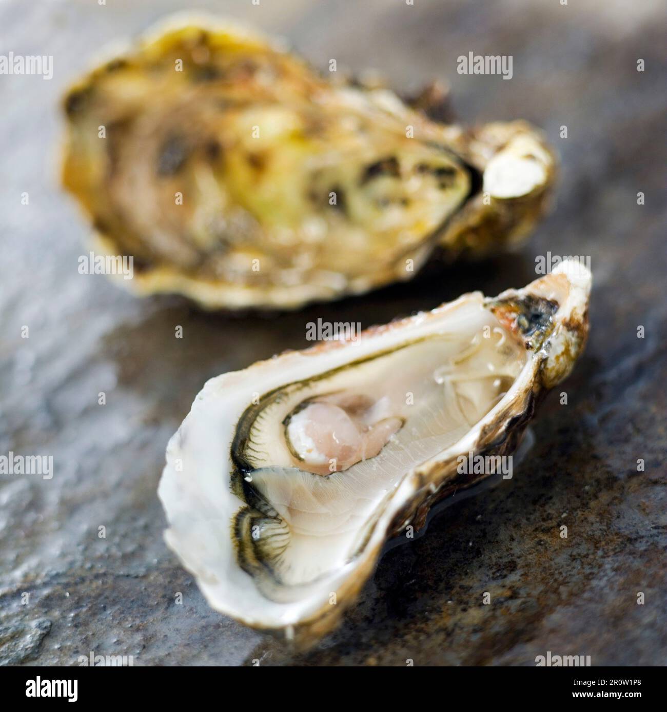 Blue grey oyster hi-res stock photography and images - Alamy