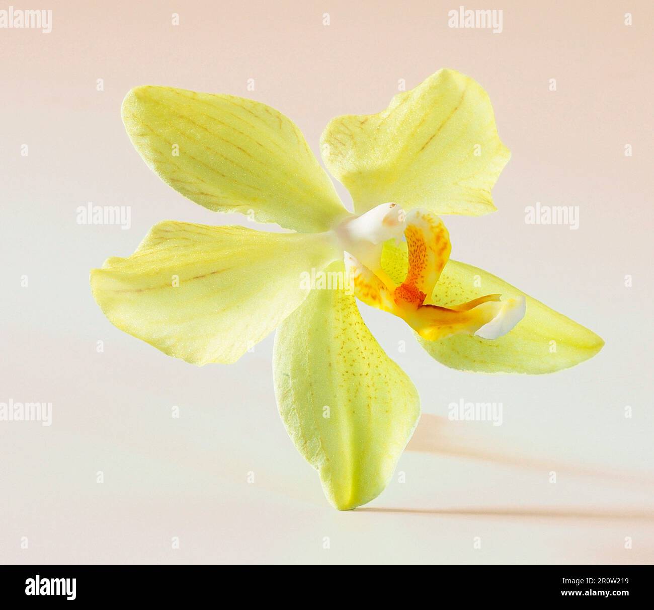 Vanilla flower hi-res stock photography and images - Alamy