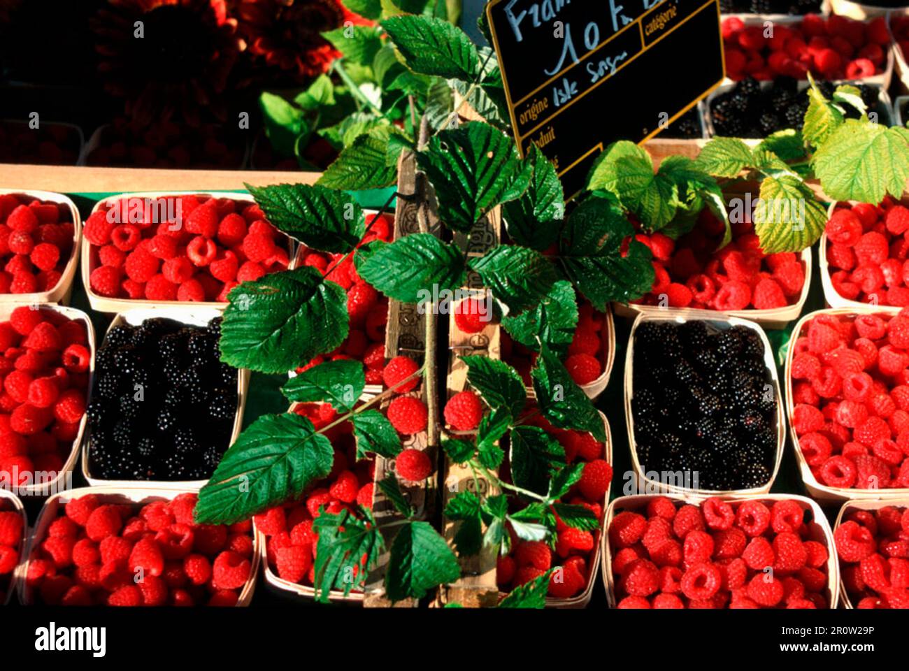 Fresh raspberries and blackberries in cardboard punnets on a market ...