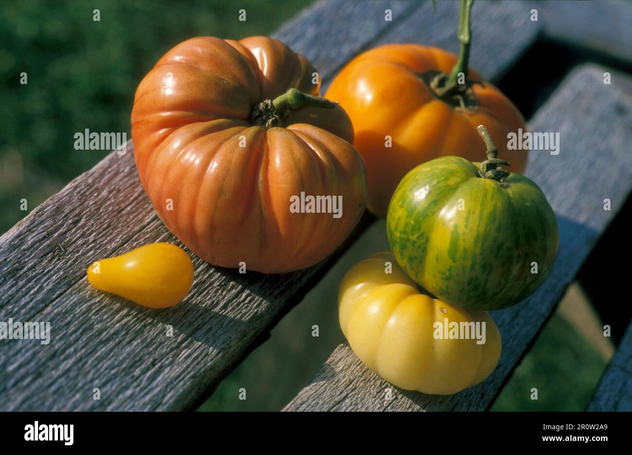 Tomatoes in different colours hi-res stock photography and images - Alamy