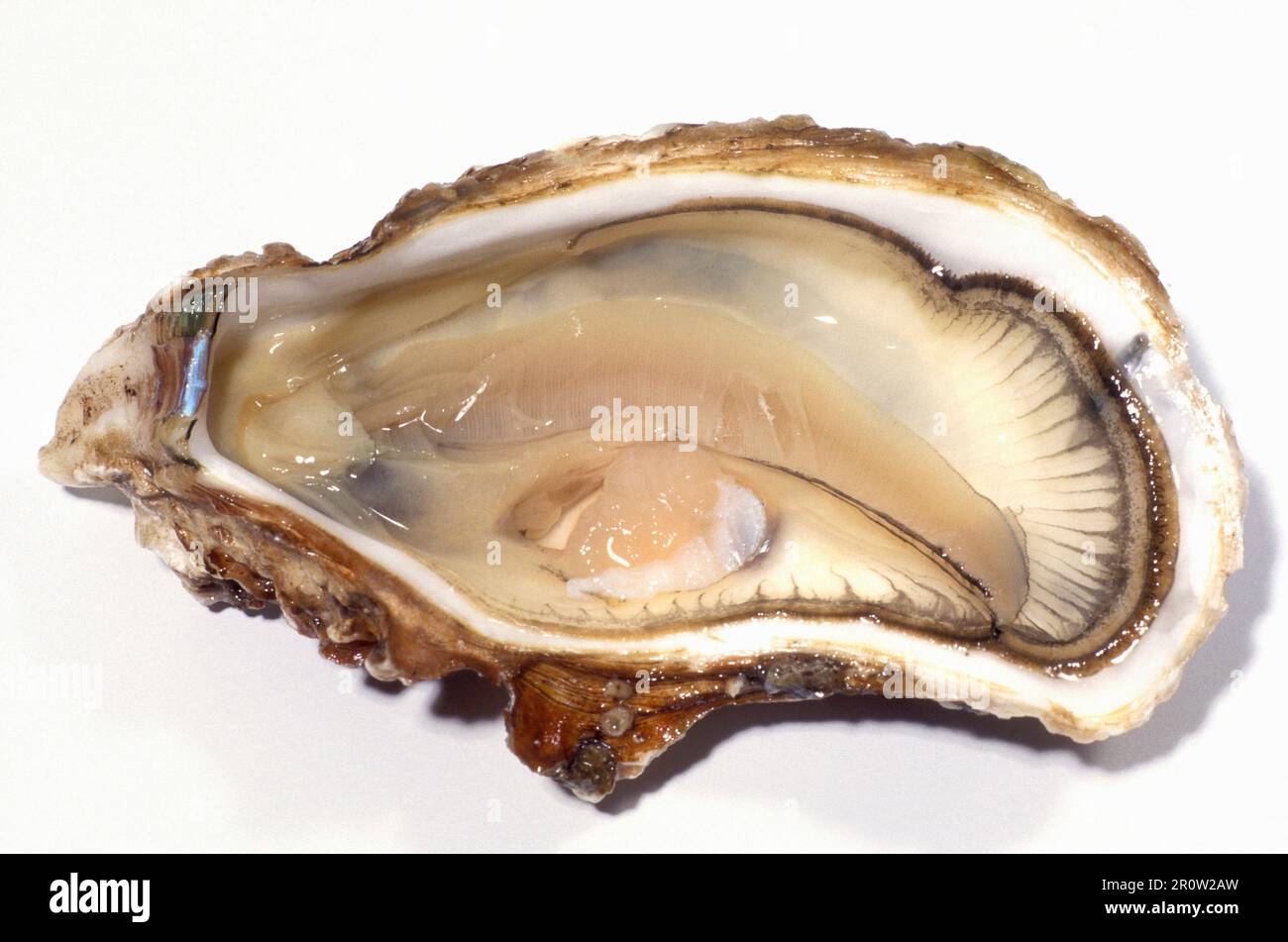 Oyster from Bouzigues Stock Photo - Alamy