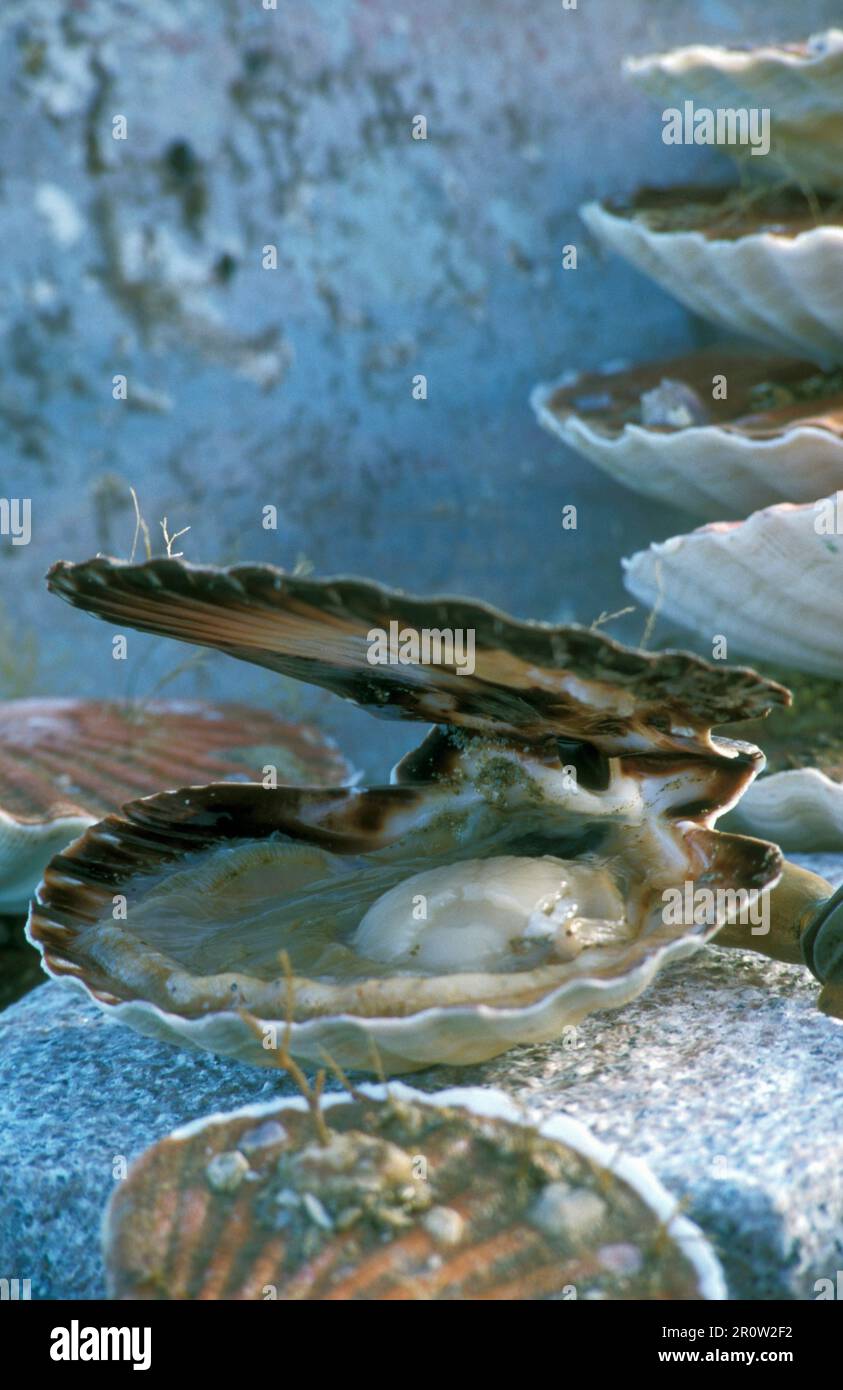 St jacques cockle hi-res stock photography and images - Alamy