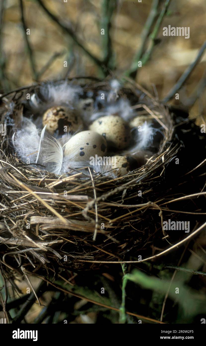 Quail fountain hi-res stock photography and images - Alamy