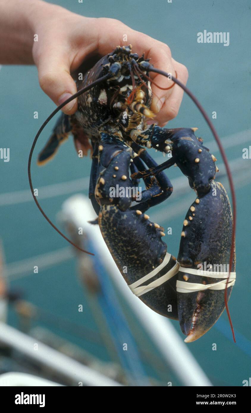 Lobsters hand lobster hi-res stock photography and images - Alamy