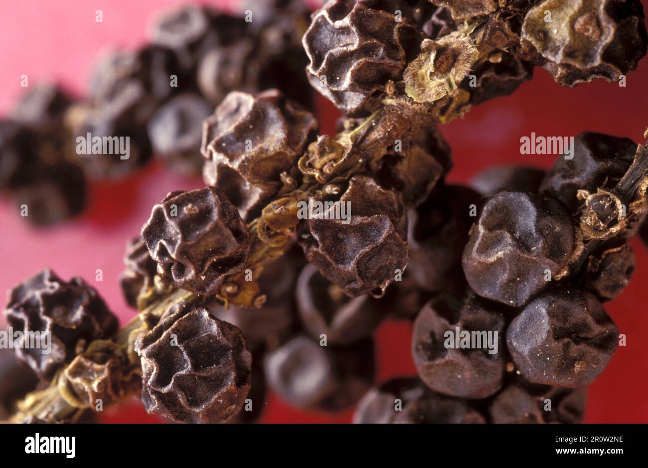 Tellicherry black pepper hi-res stock photography and images - Alamy