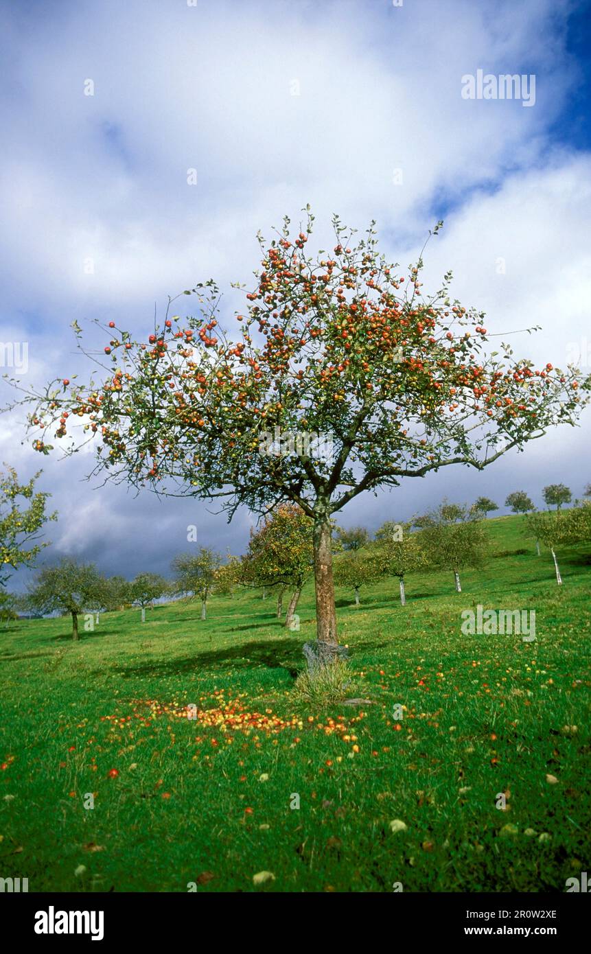 Catherine apple hi-res stock photography and images - Alamy