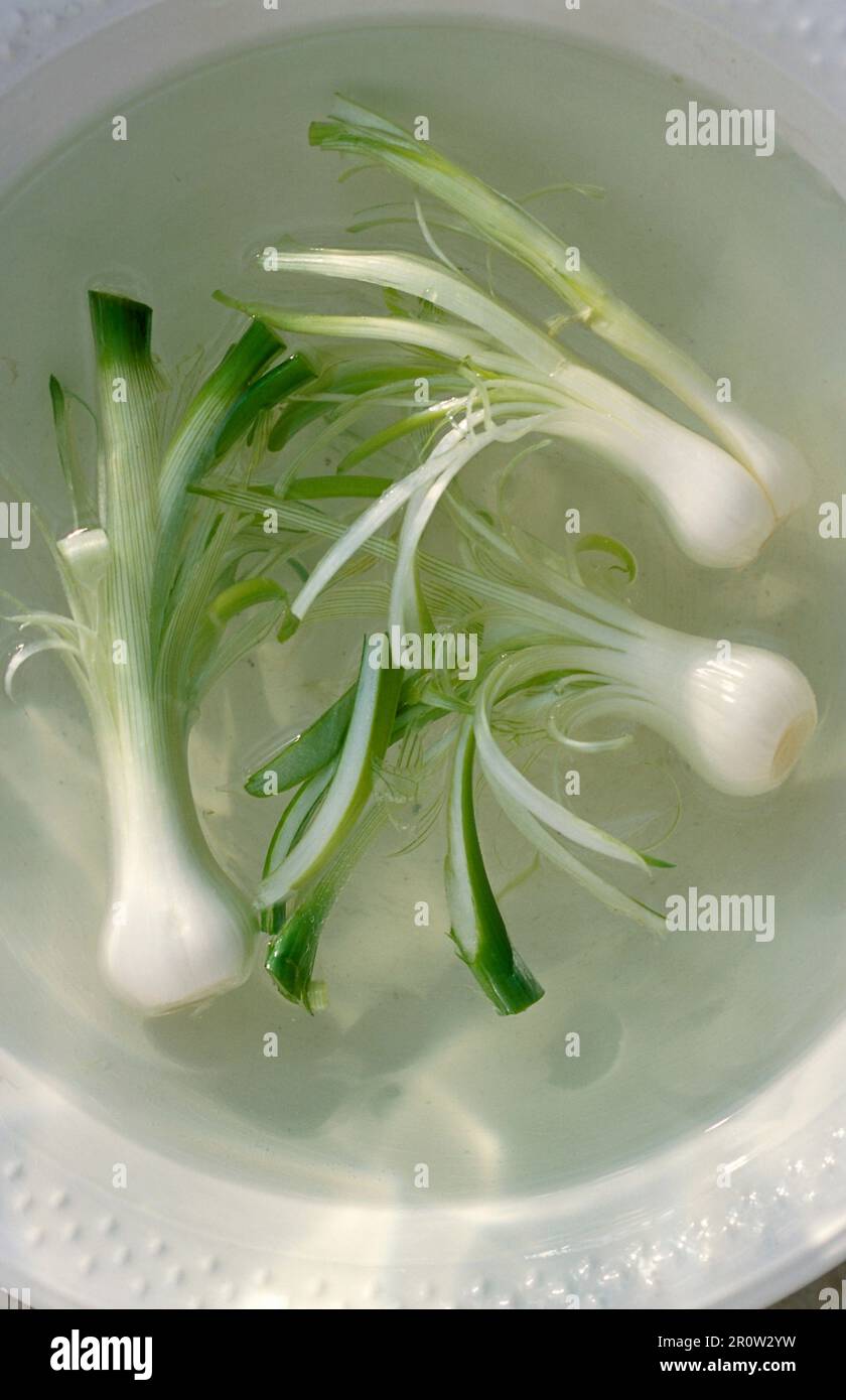 Spring onions in water Stock Photo - Alamy