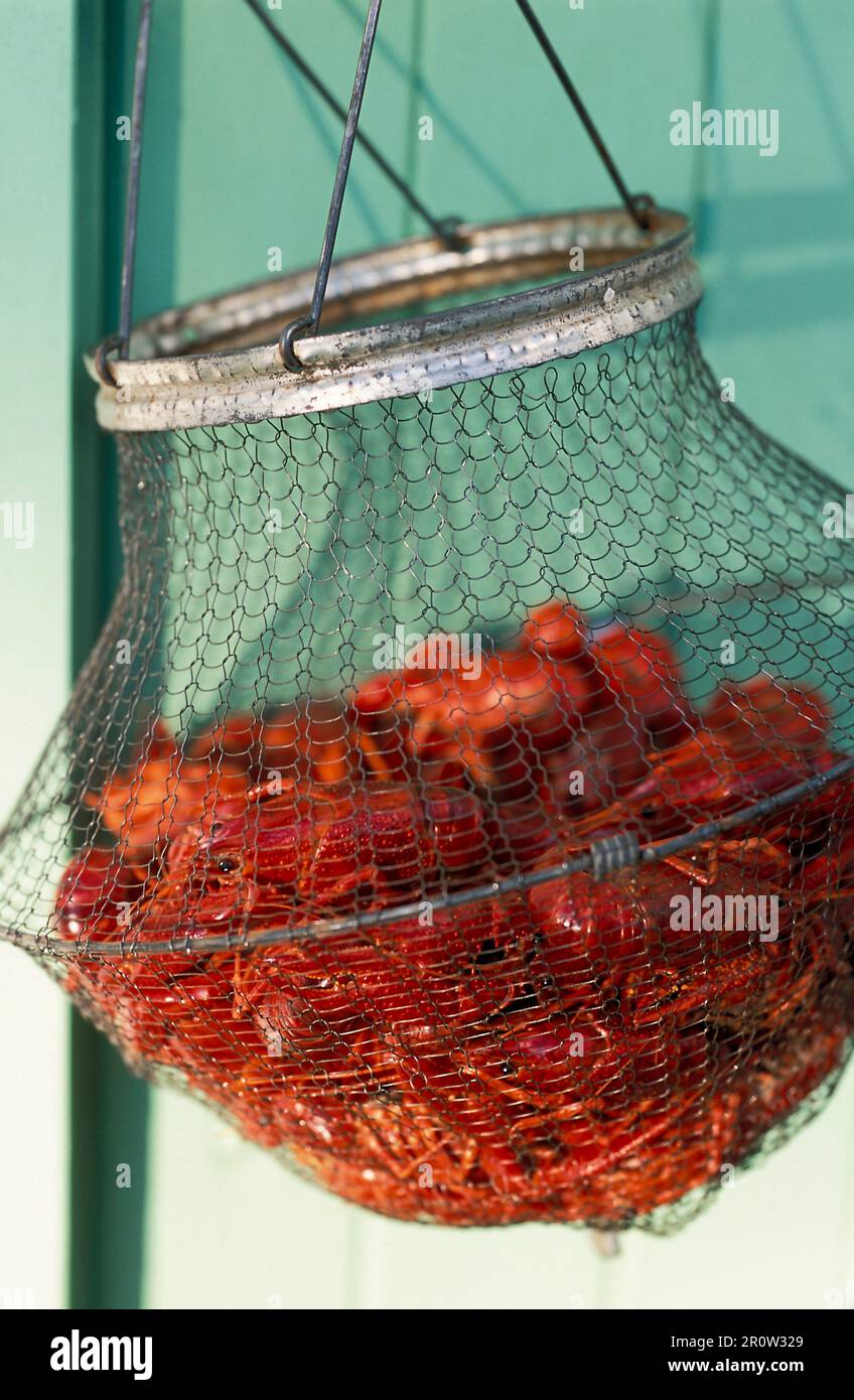 Fresh crabs in a wire basket Stock Photo - Alamy