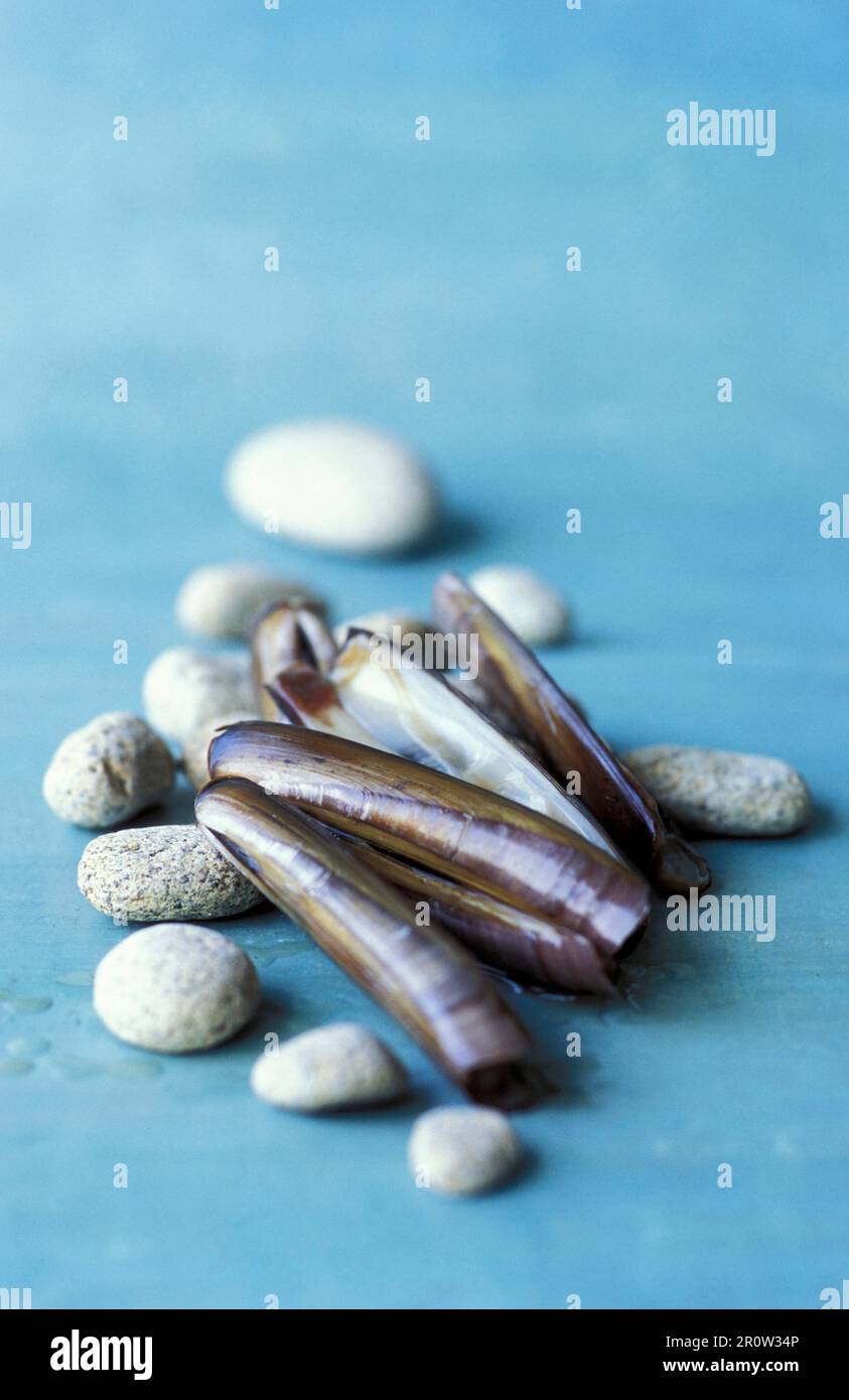 An arrangement of razor clams Stock Photo - Alamy