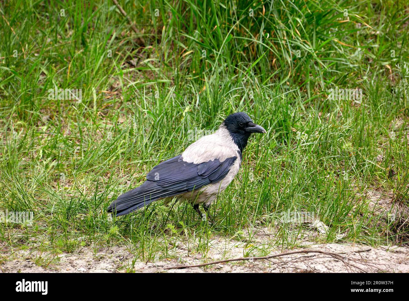 Hooded crow on sand hi-res stock photography and images - Alamy