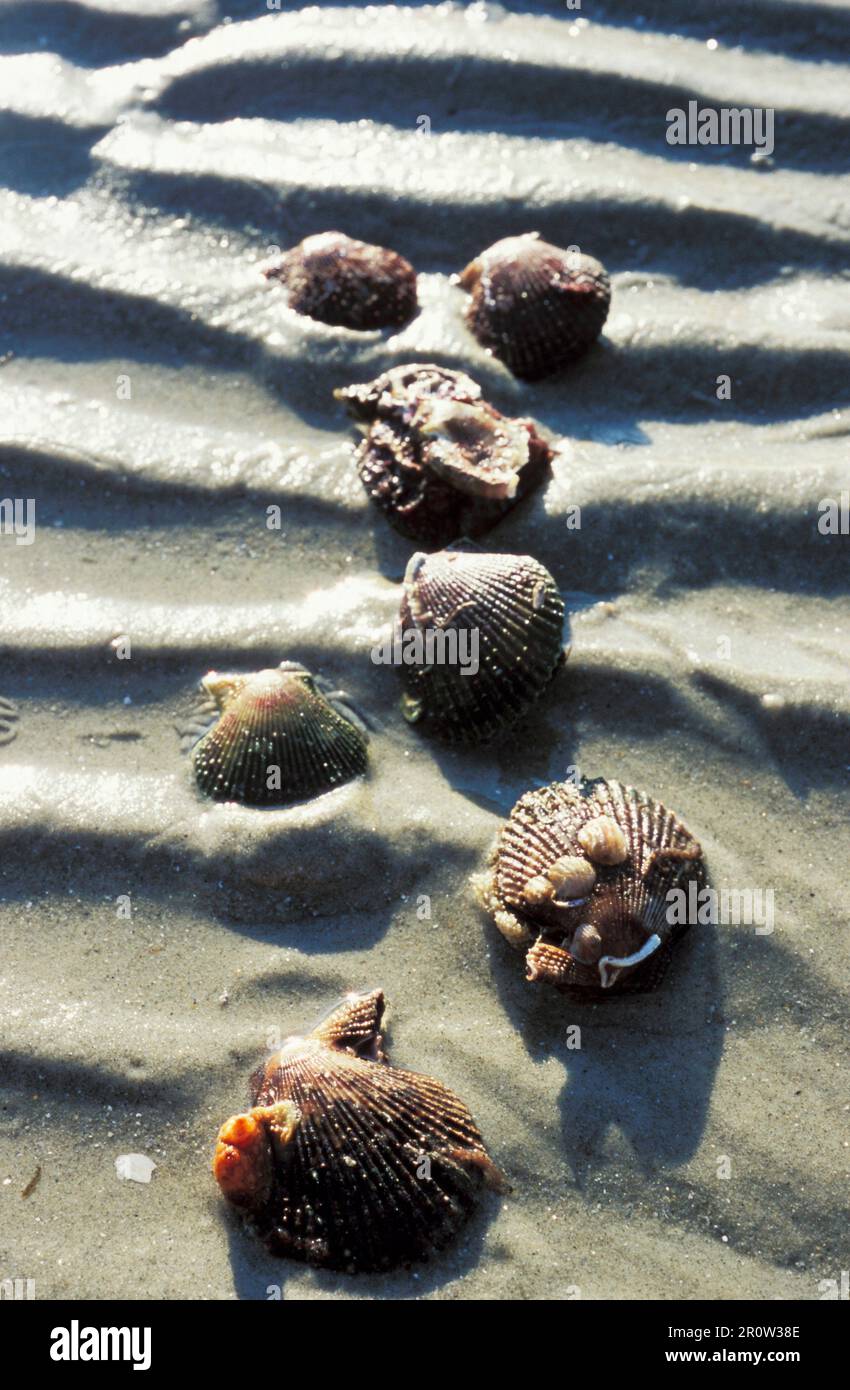 Scallops in the sand Stock Photo - Alamy