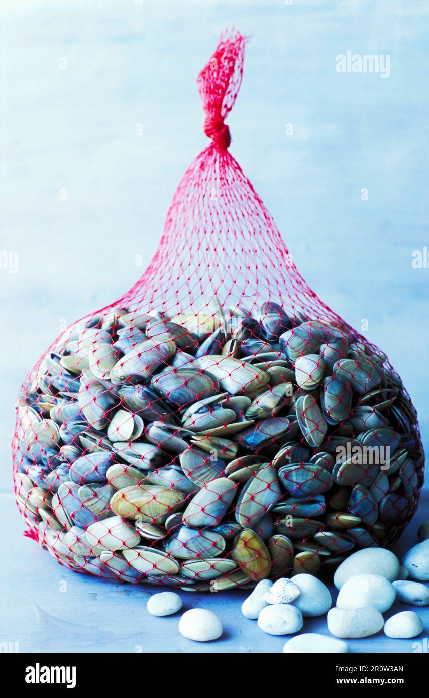 Net sack of sunrise tellin (sujet: tellin shellfish Stock Photo - Alamy