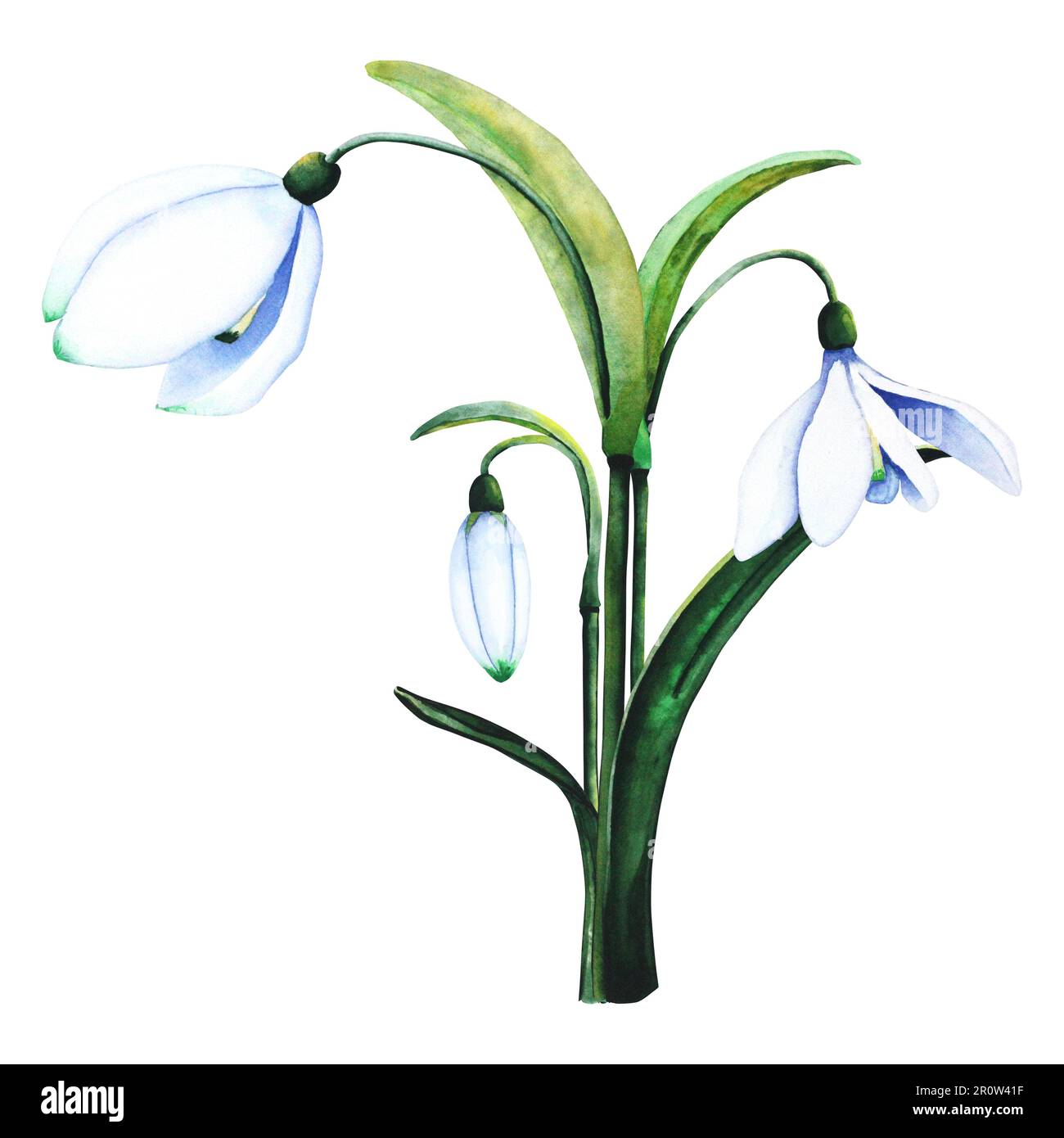 Watercolor snowdrops. Botanical illustration of flowers. Watercolor ...