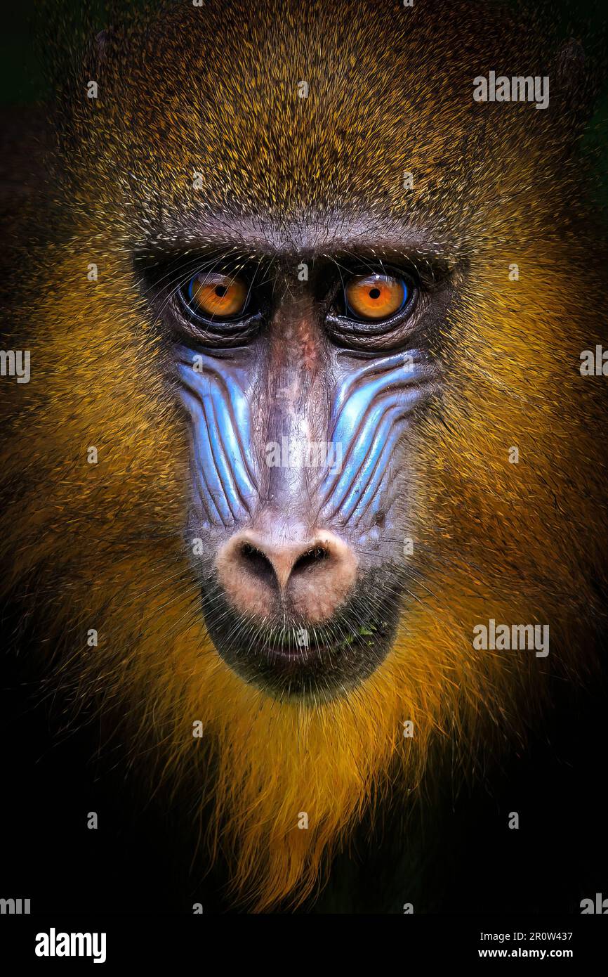 Mandrill (Mandrillus sphinx) looking for food close-up Stock Photo - Alamy