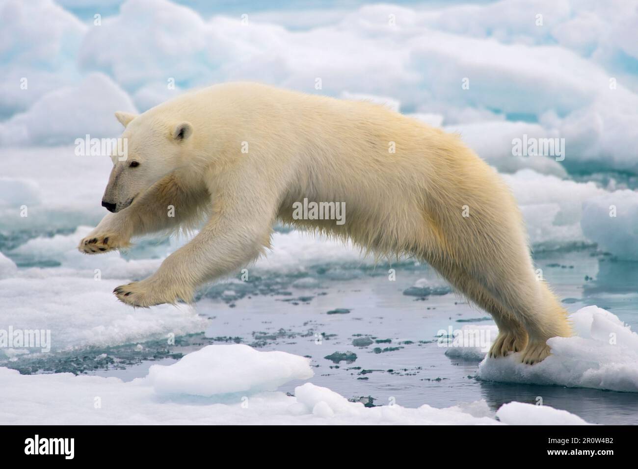 Leaping fox hi-res stock photography and images - Alamy