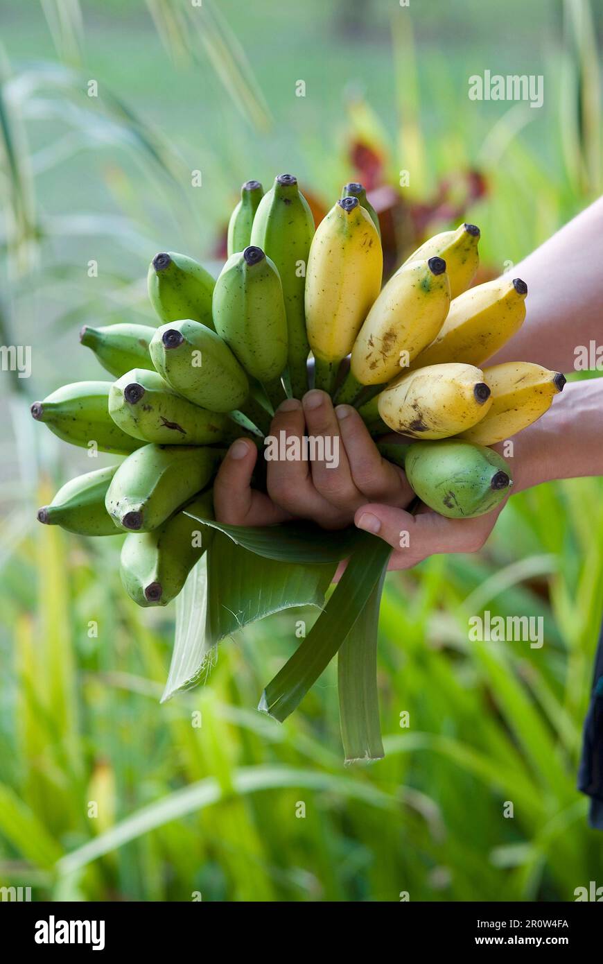 Seychelles fruit bananas hi-res stock photography and images - Alamy
