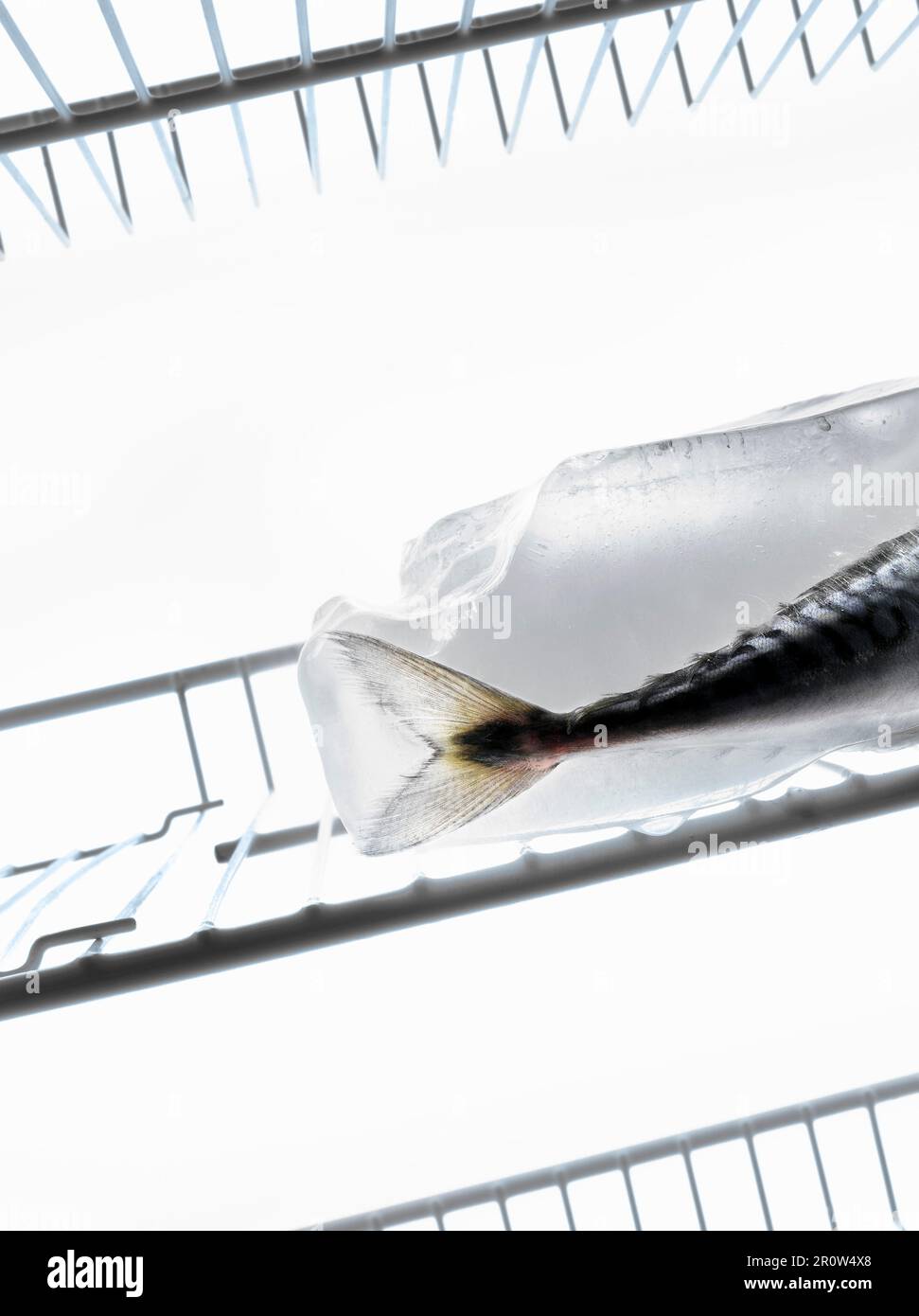 Fish frozen in ice block hi-res stock photography and images - Alamy