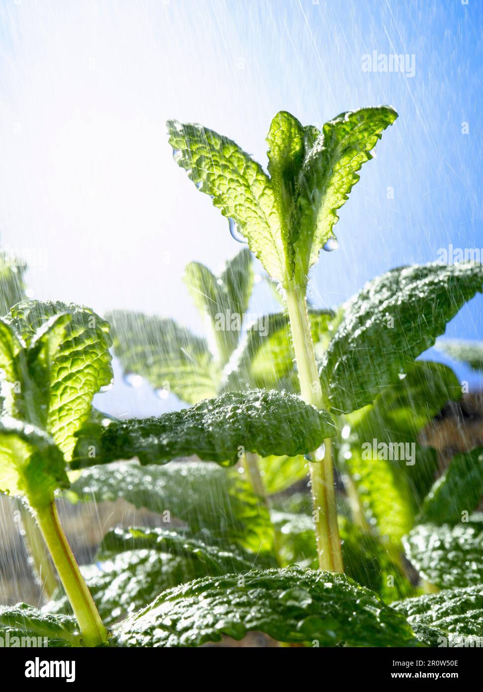 Mint plantation hi-res stock photography and images - Alamy