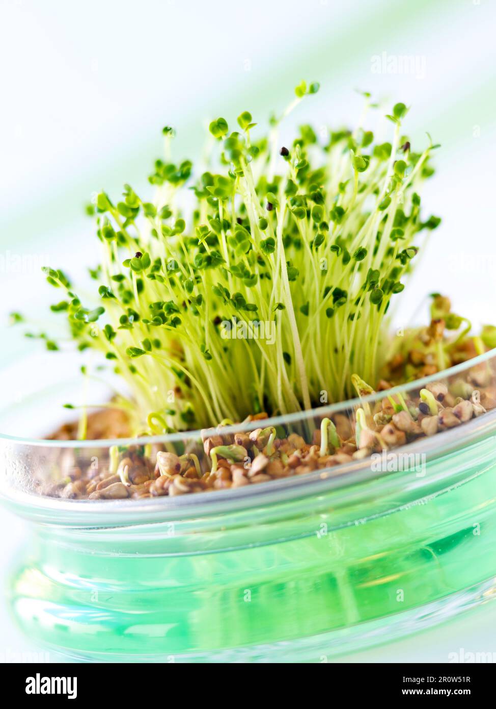 Broccoli shoots and buckwheat sprouts Stock Photo - Alamy