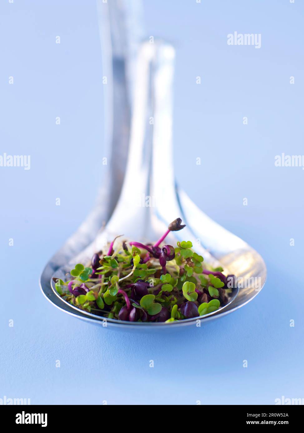 Purple radish sprouts and alfafa sprouts Stock Photo - Alamy